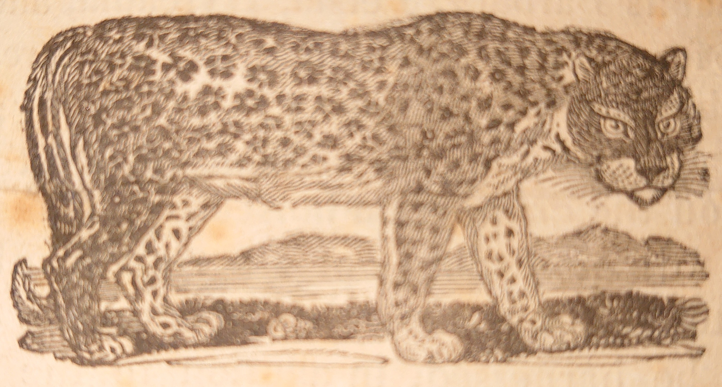 The Leopard, pp.5-6. – Random Scottish History