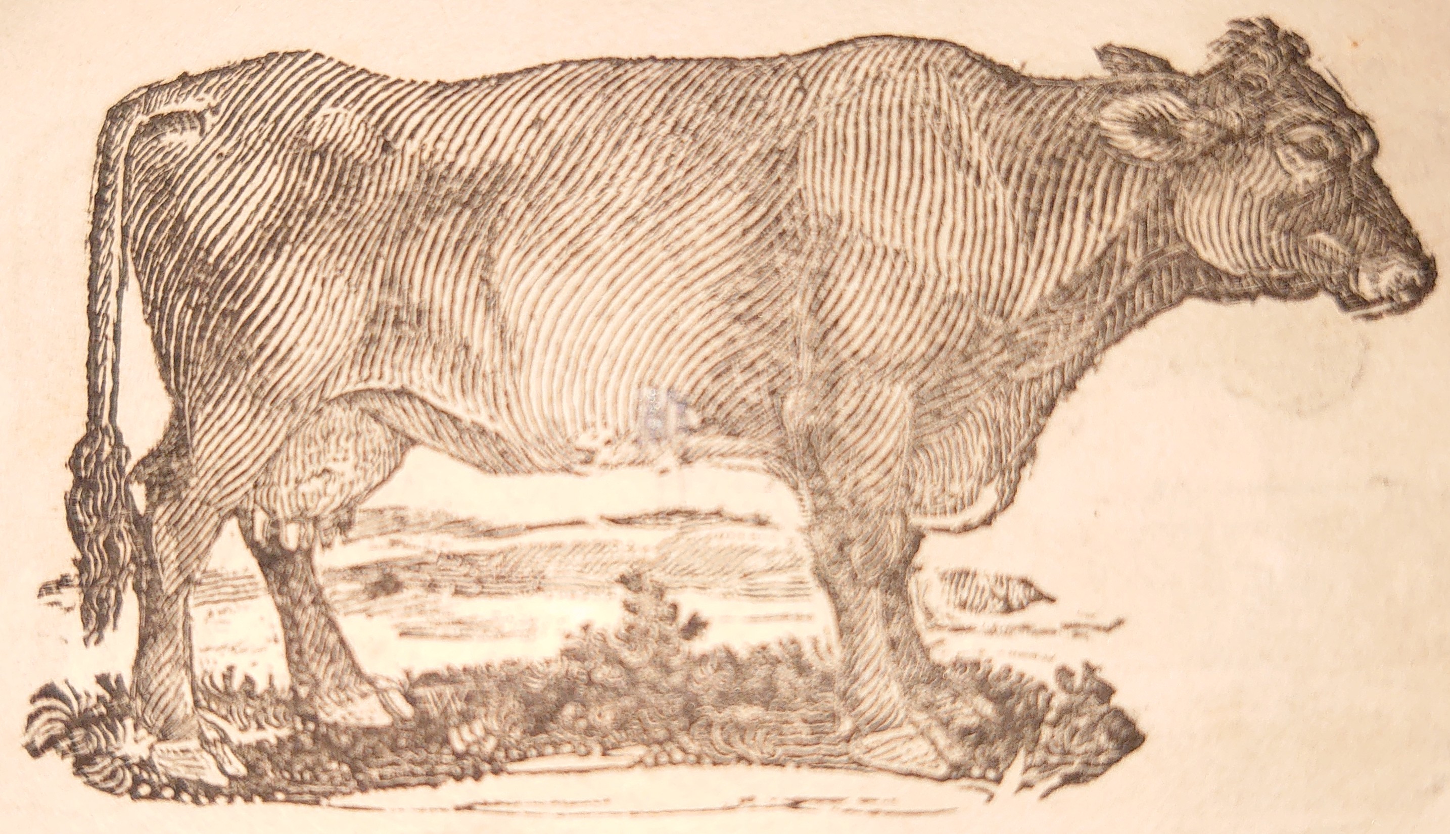 The Cow, pp.10-11. – Random Scottish History