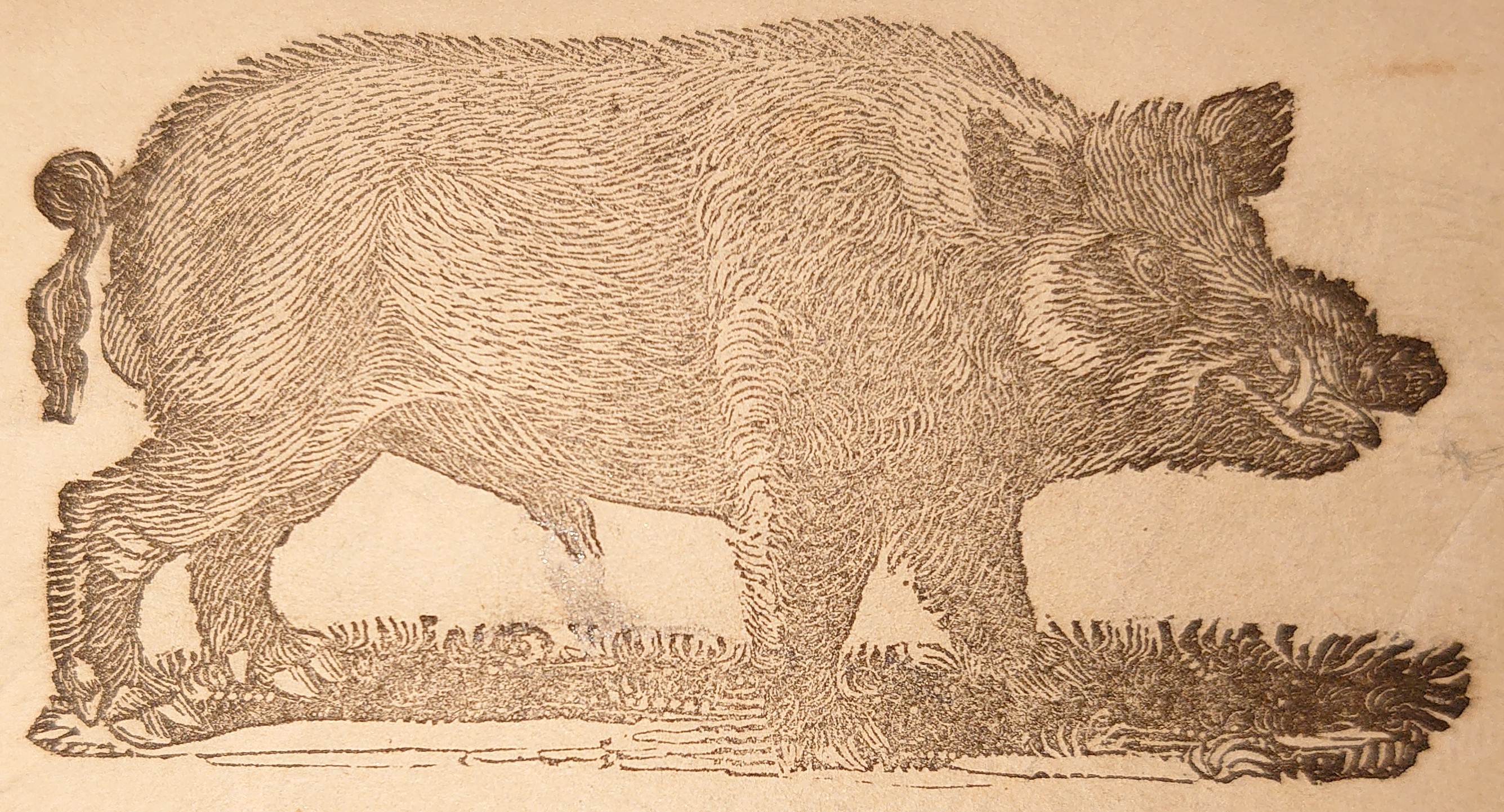 The Wild Boar, pp.31-32. – Random Scottish History