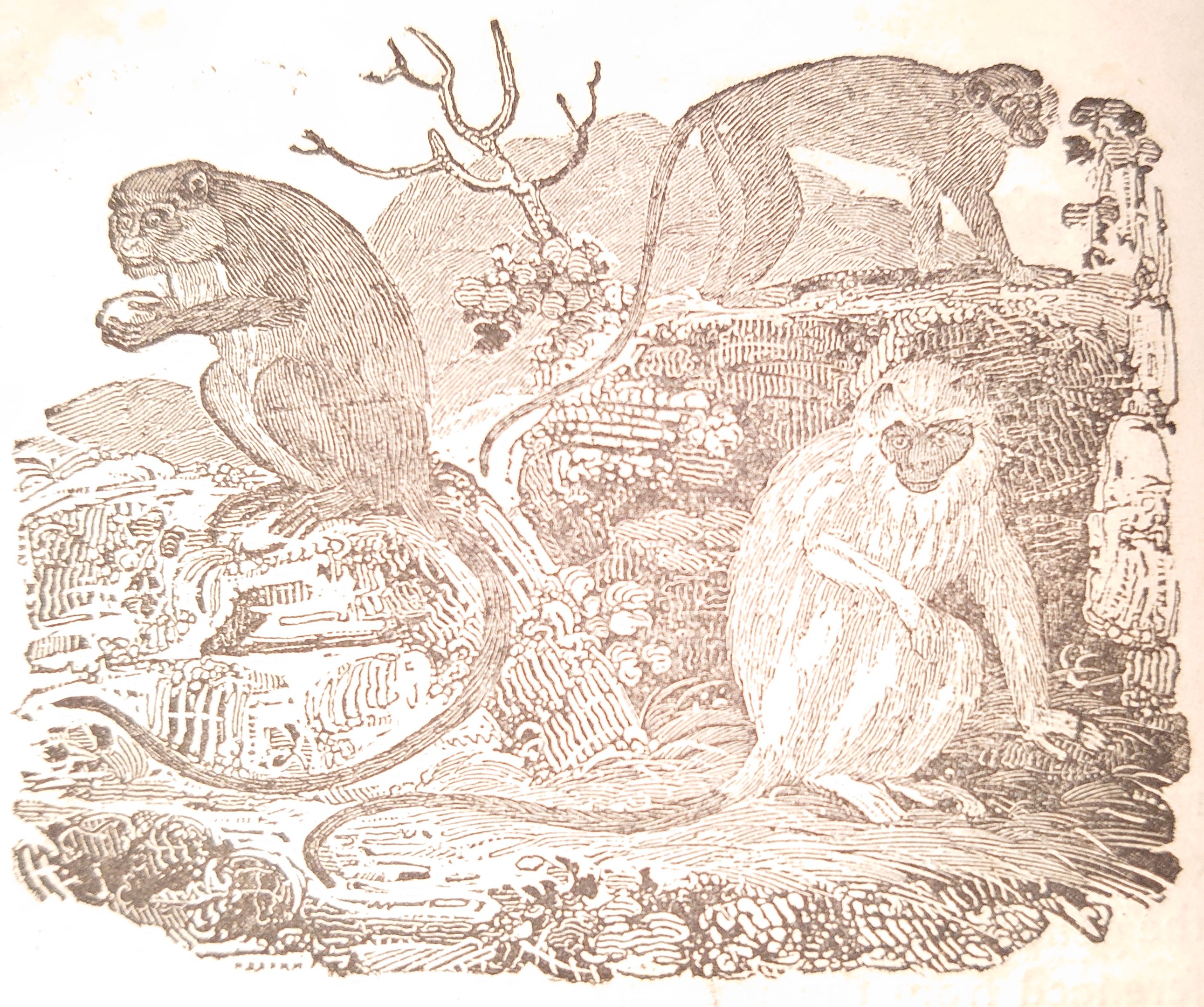 Monkeys, pp.34-35. – Random Scottish History