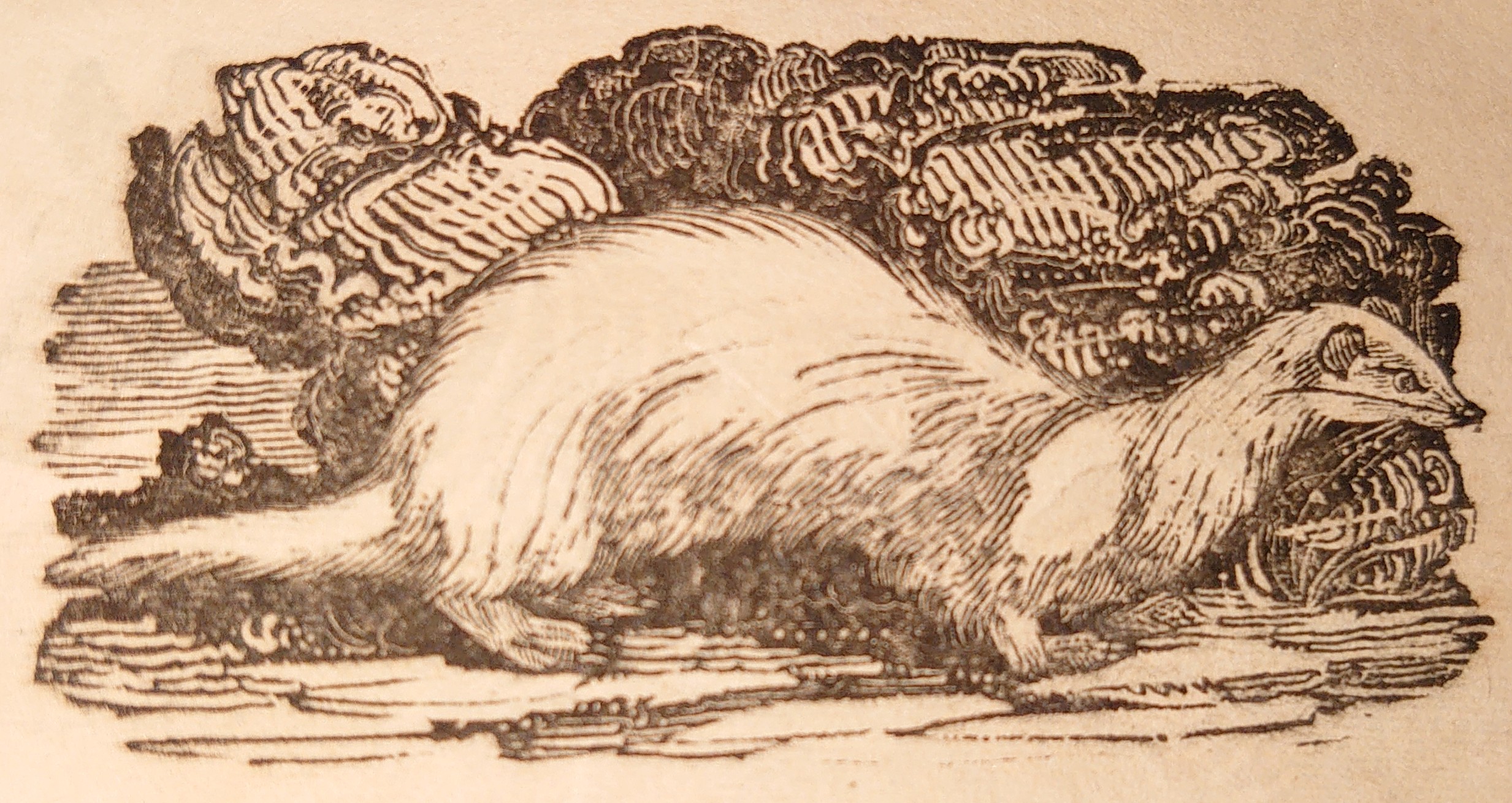 The Ferret, p.67. – Random Scottish History