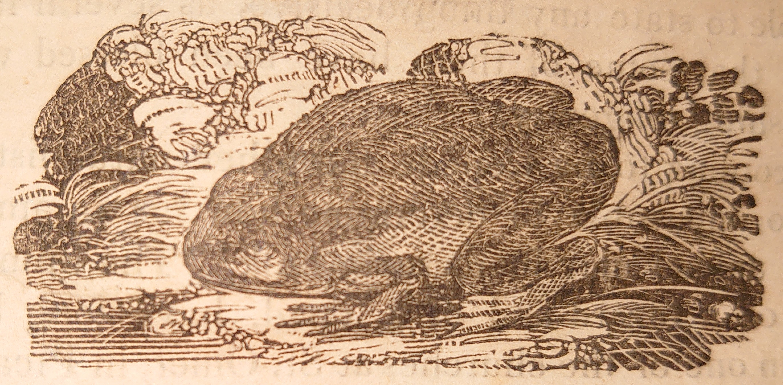 The Toad, pp.83-84. – Random Scottish History