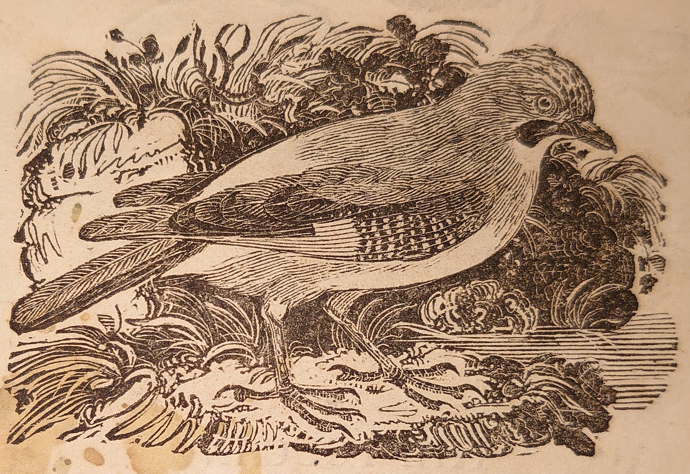 The Jay, pp.107-108. – Random Scottish History