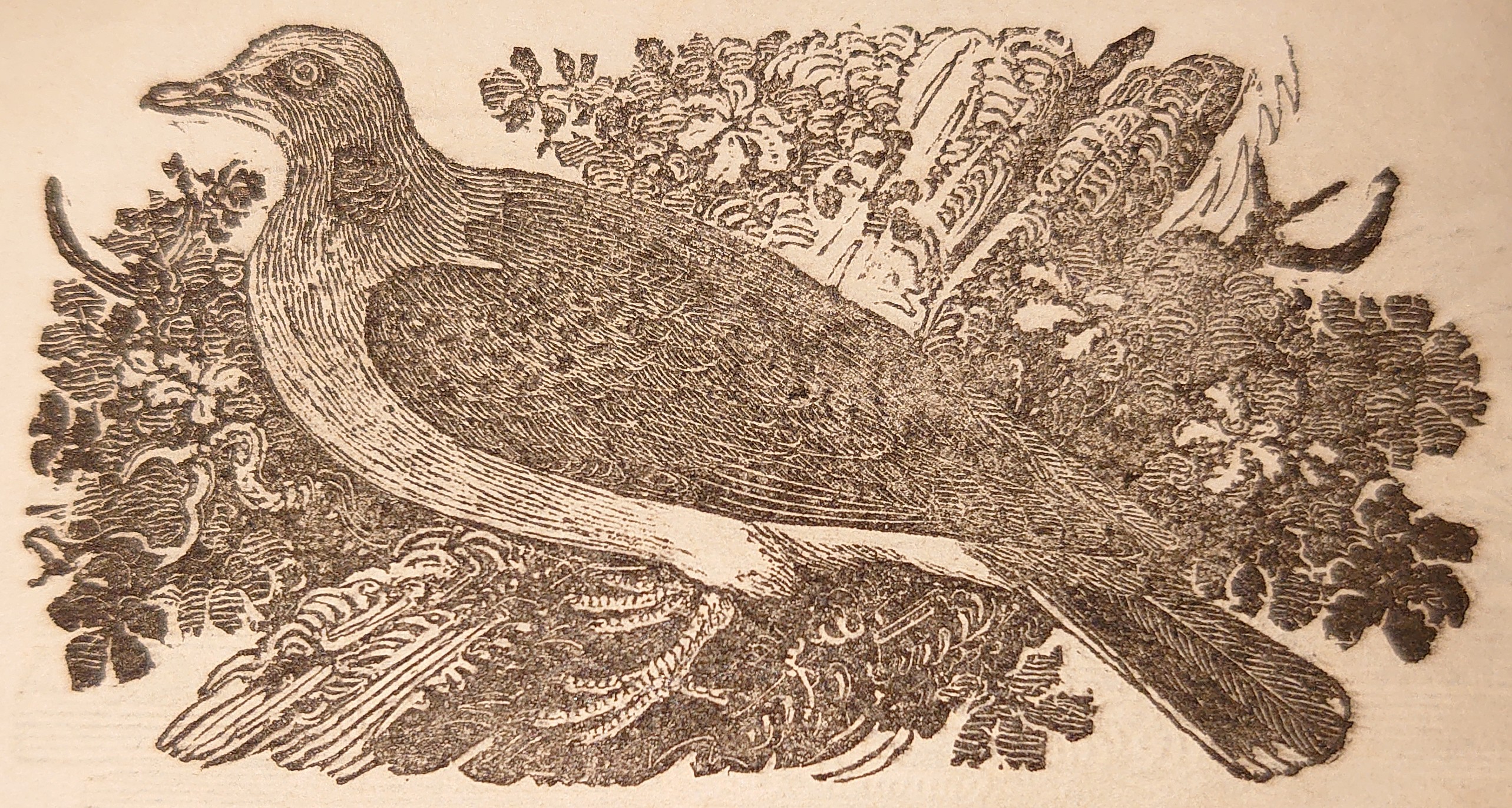 The Turtle Dove, pp.142-143. – Random Scottish History