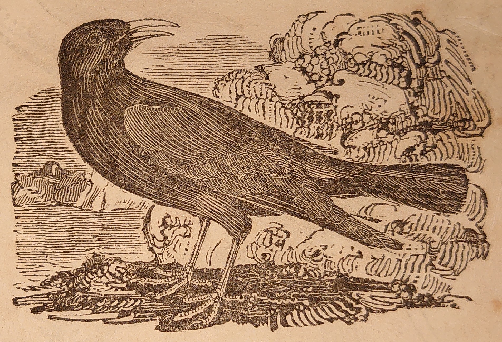 The Cornish Chough, pp.212-213. – Random Scottish History