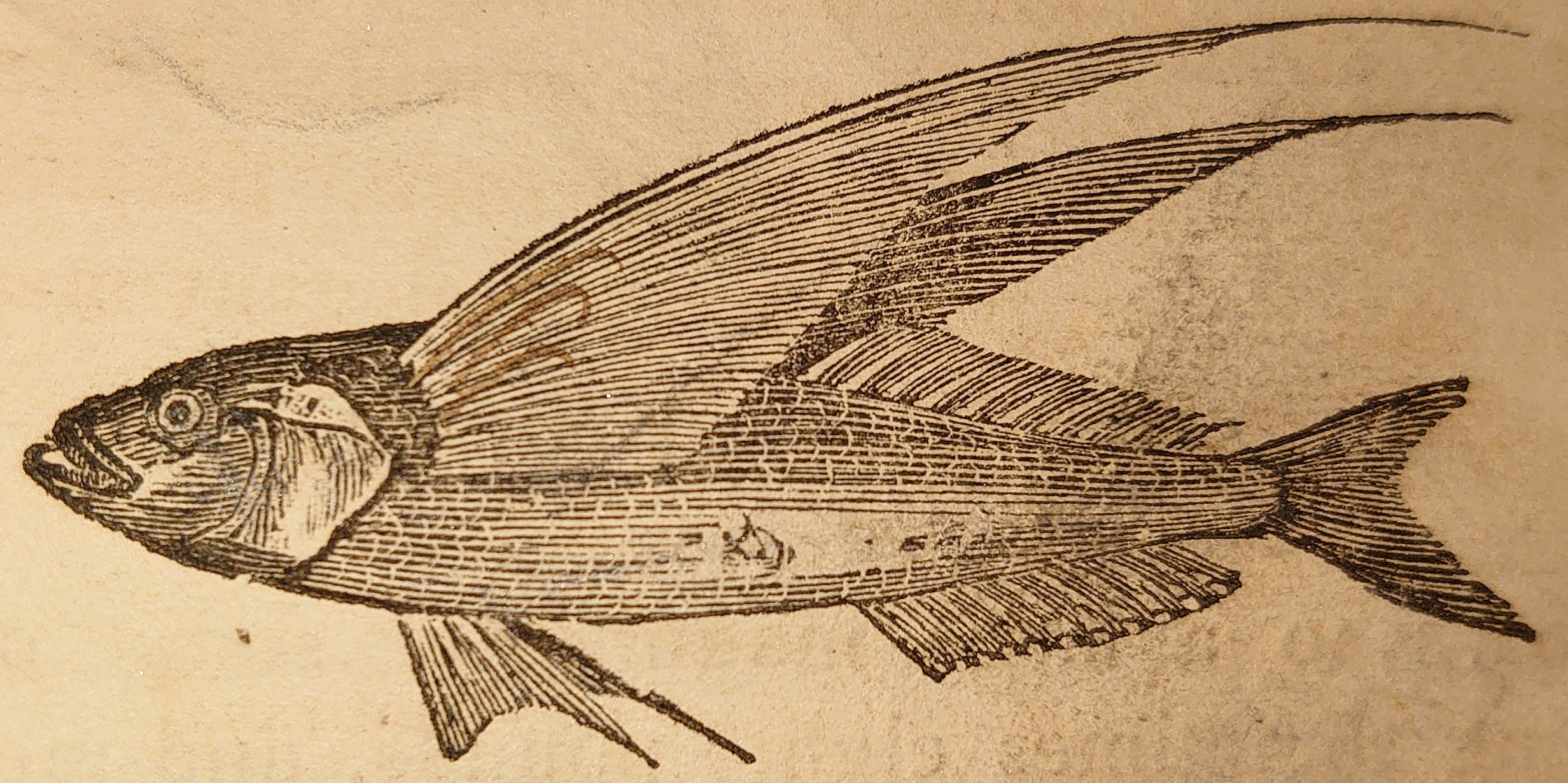 The Flying Fish, p.233. – Random Scottish History