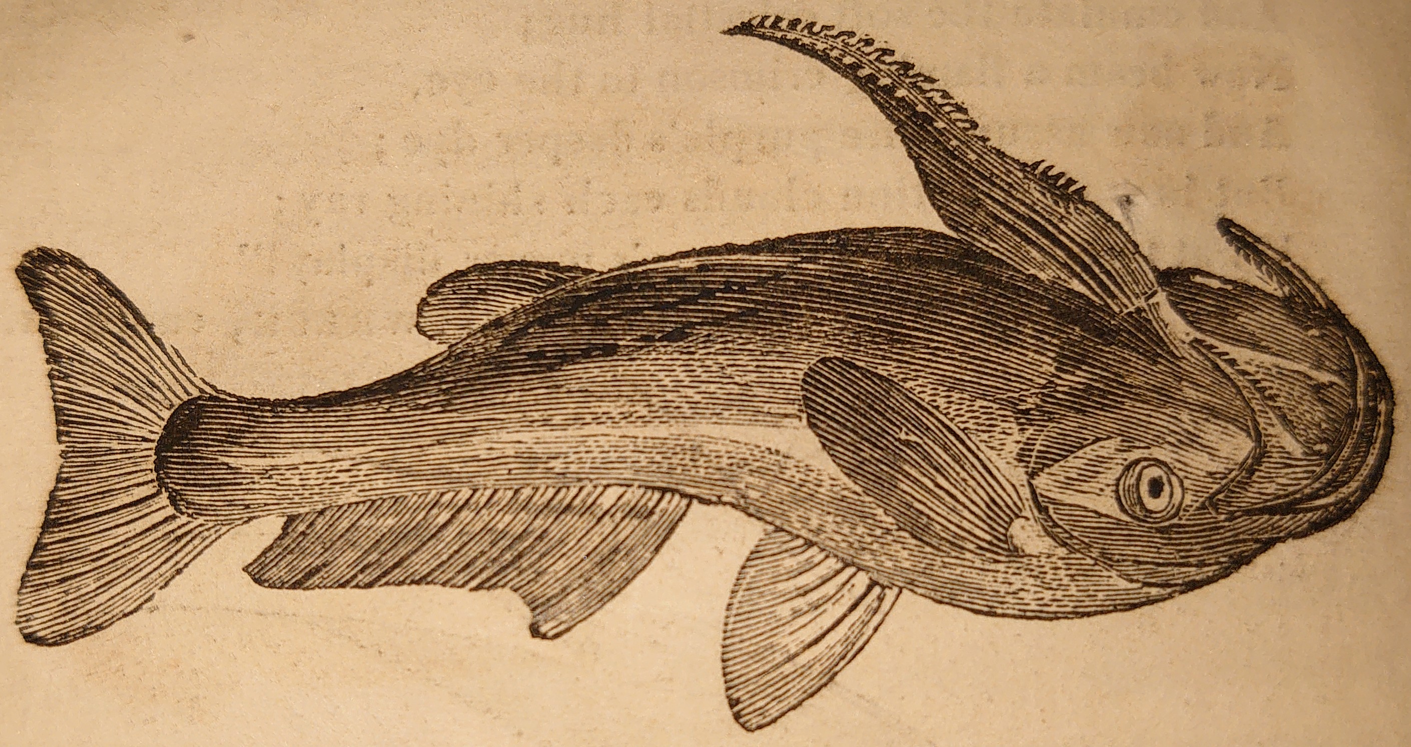 The Sheat Fish, p.234. – Random Scottish History