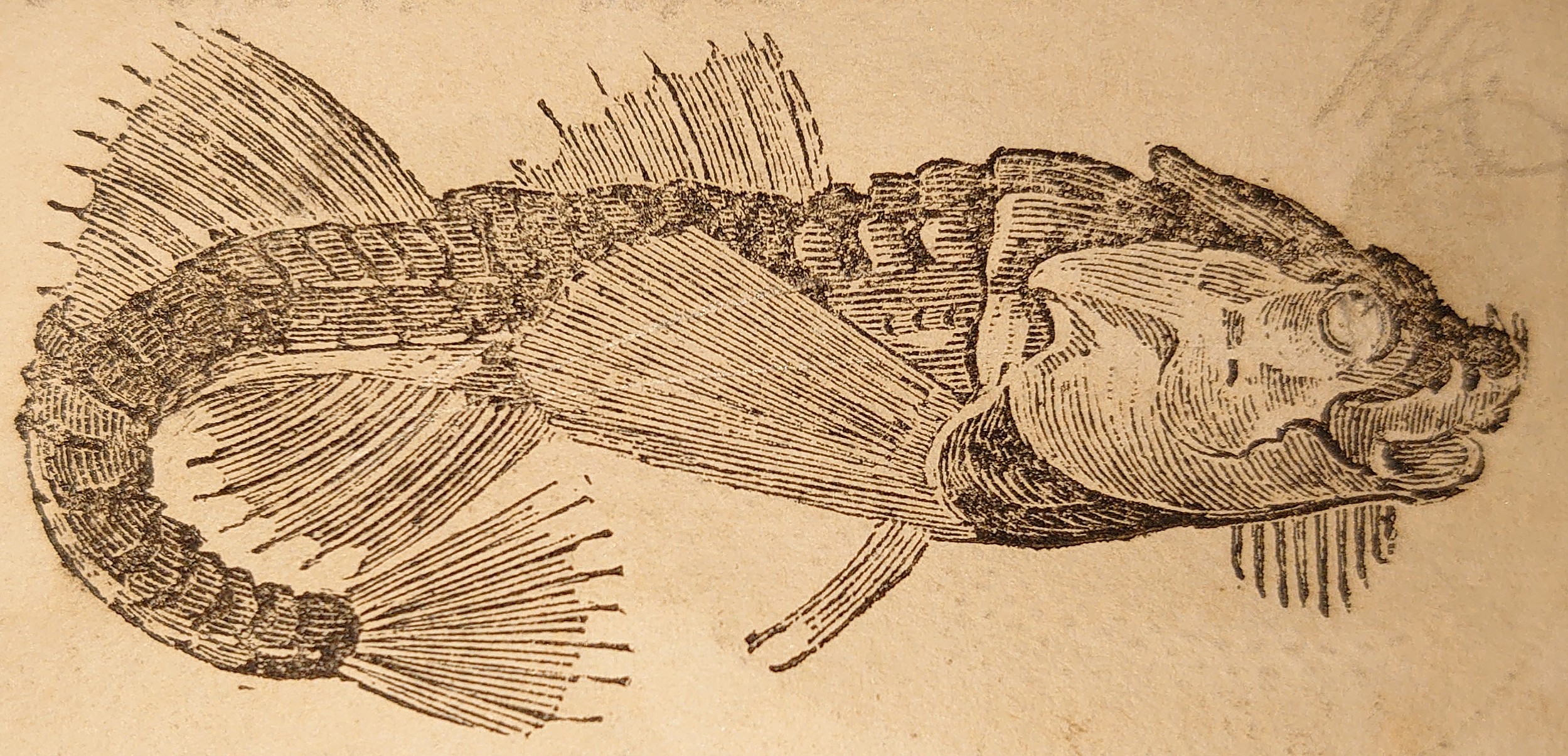 The Father Lasher, p.236. – Random Scottish History