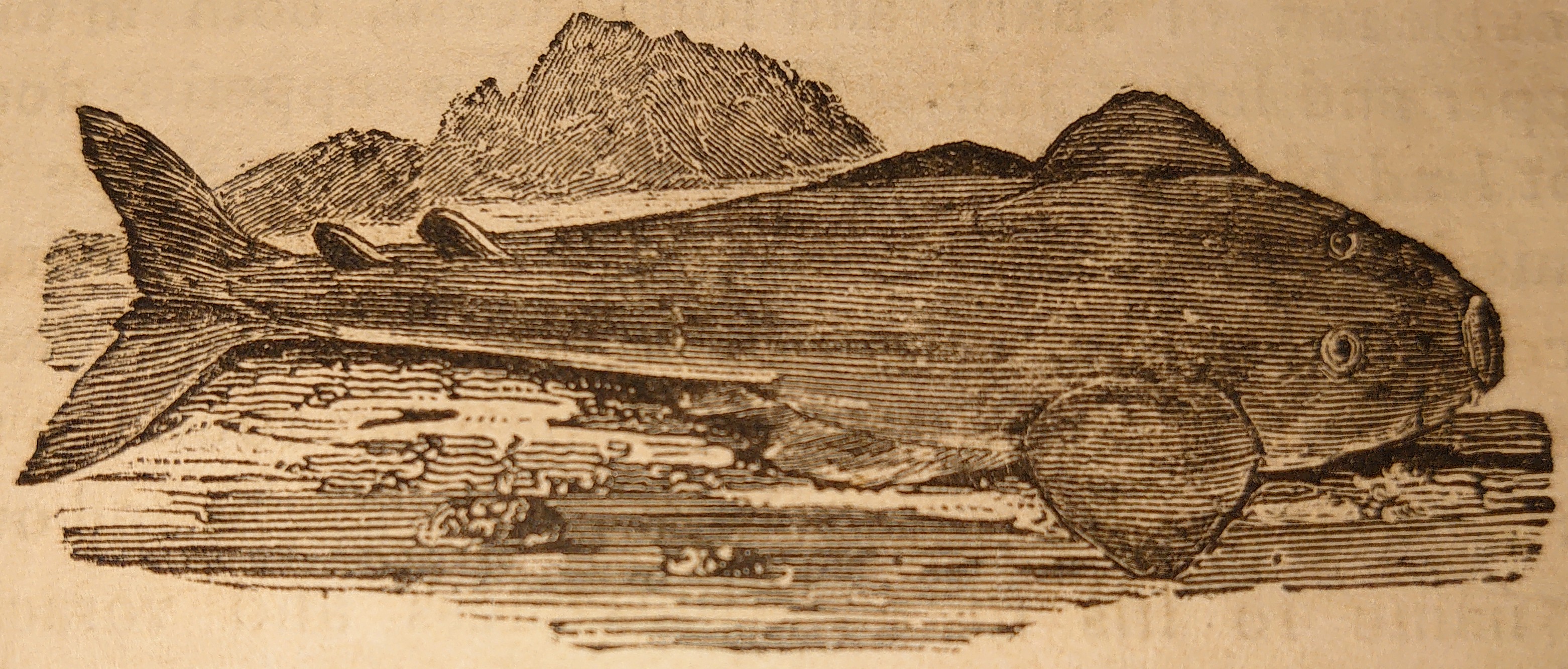 The Monk Fish, or Angel Fish, pp.236-237. – Random Scottish History