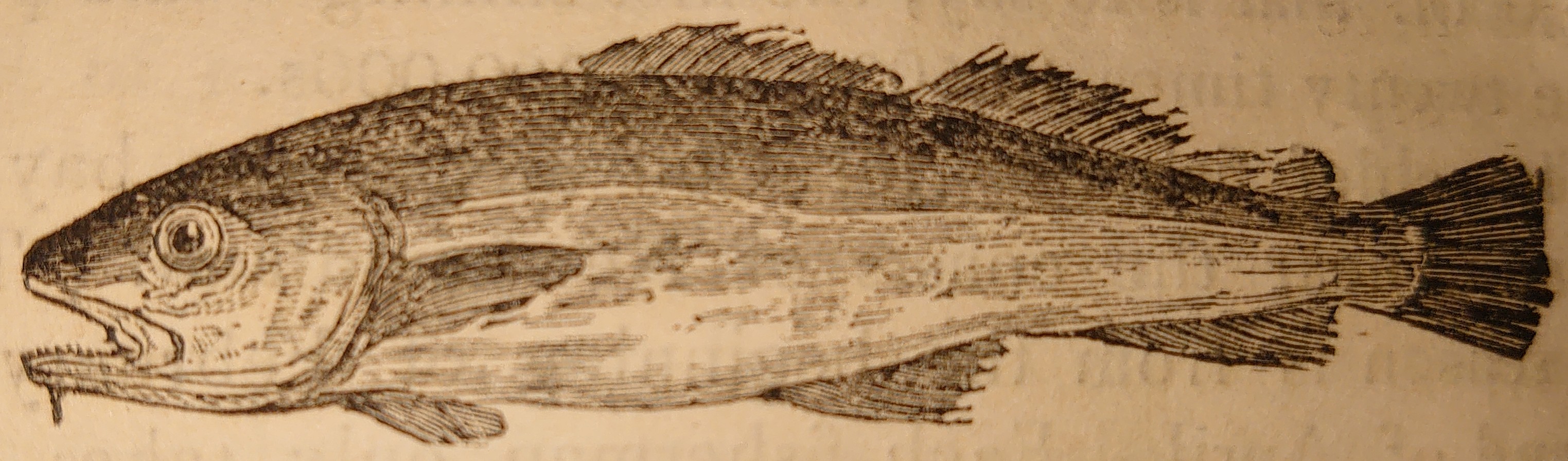 The Cod Fish, pp.253-254. – Random Scottish History
