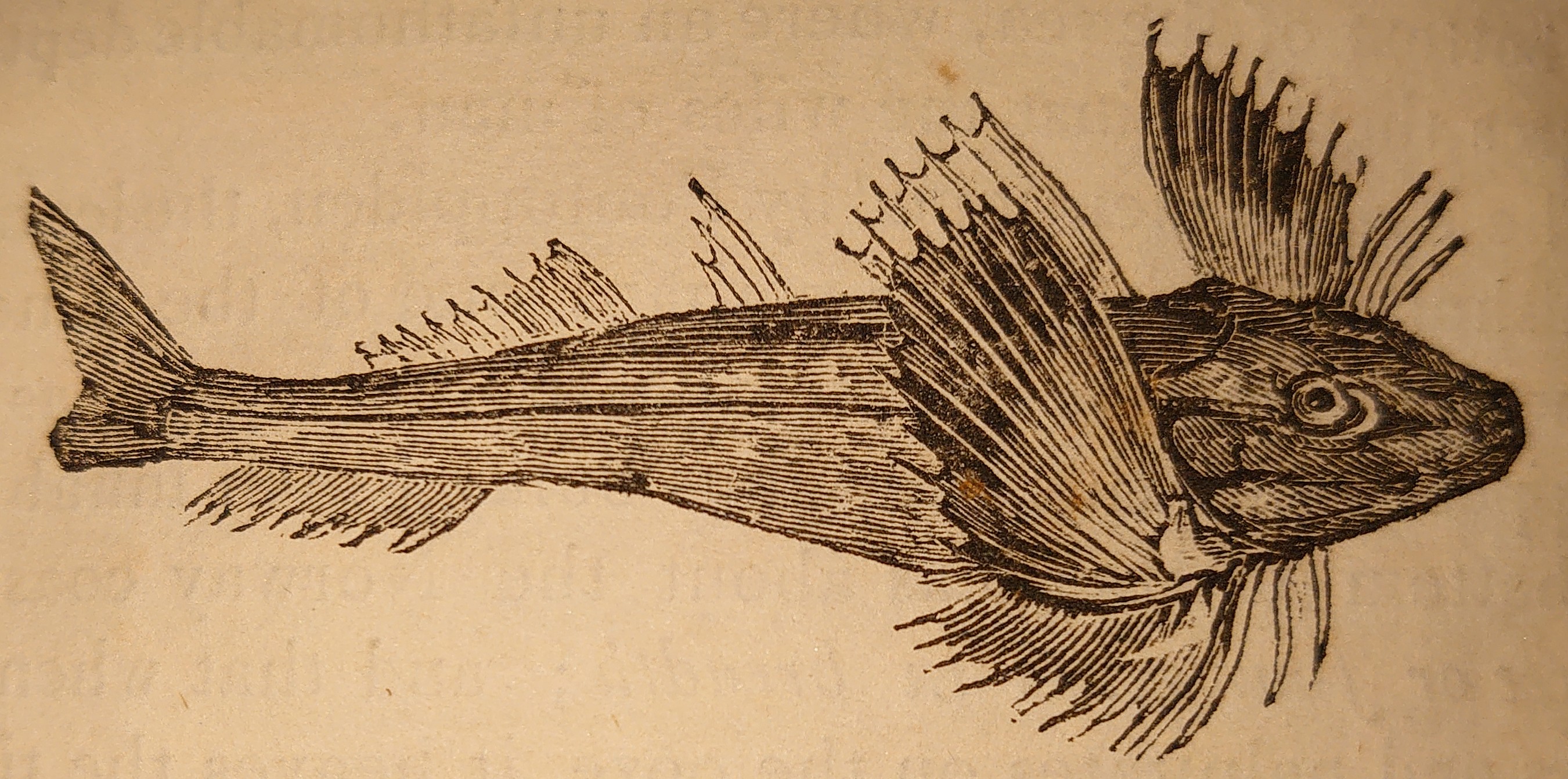 The Gunnard, pp.270-271. – Random Scottish History